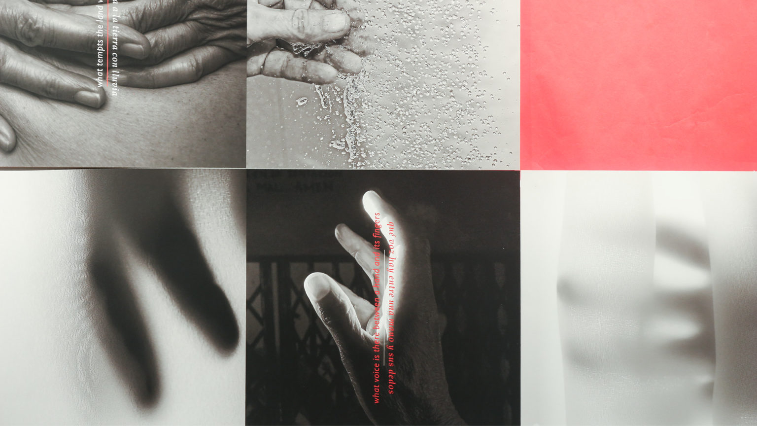 Liz Ingram | Proyecto´ace