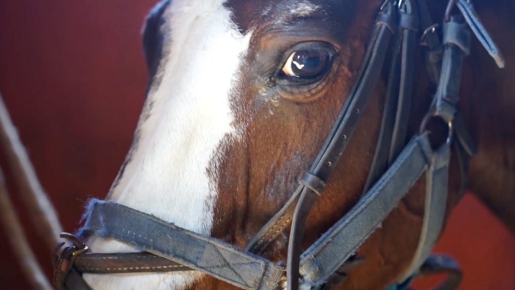 Kiwon Hong | Proyecto´ace